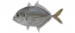 Carangidae | fishIDER
