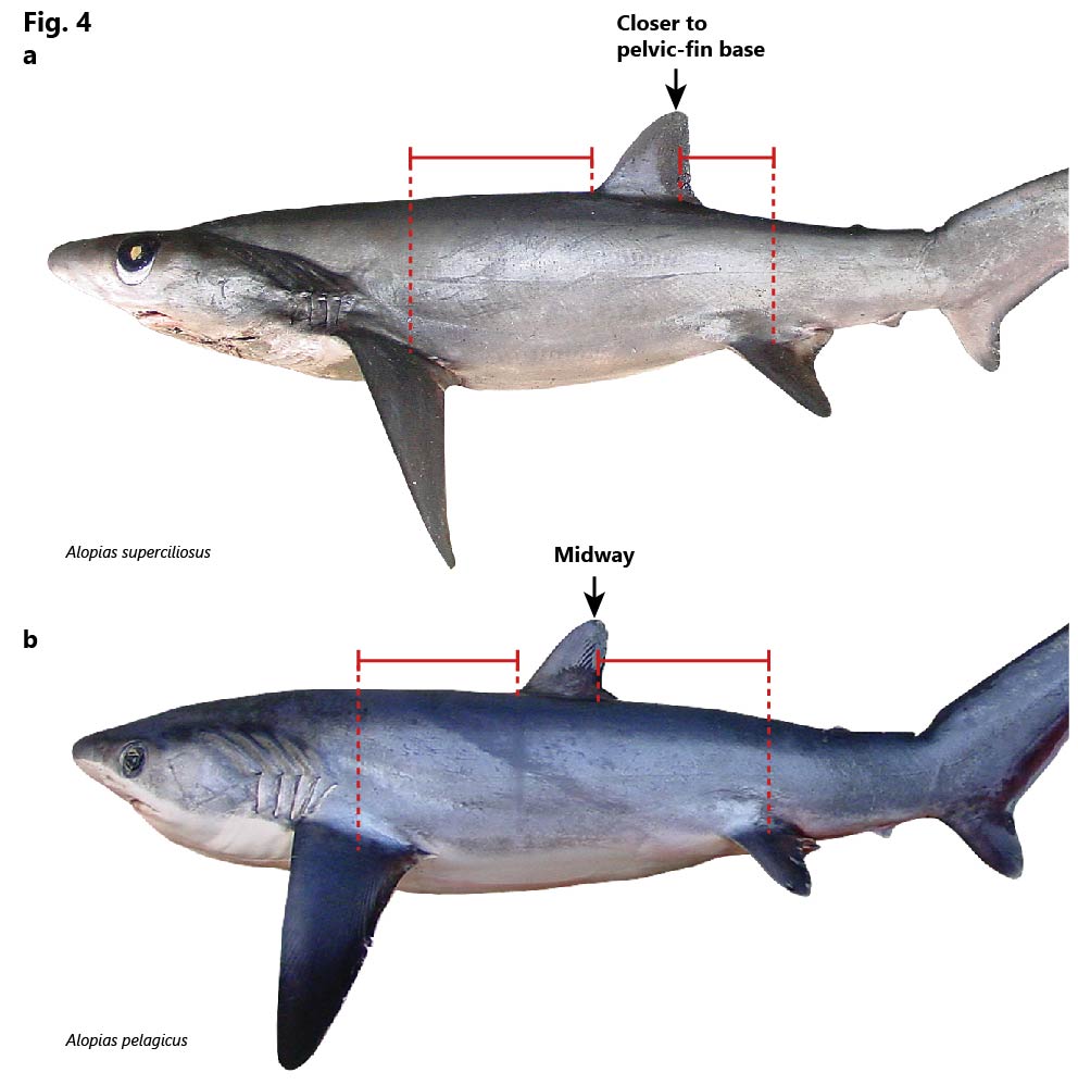 Alopiidae | fishIDER