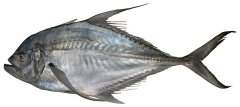 Genus Ulua | fishIDER
