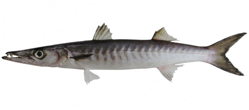 sawtooth barracuda
