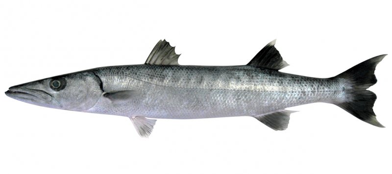 barracuda fish description