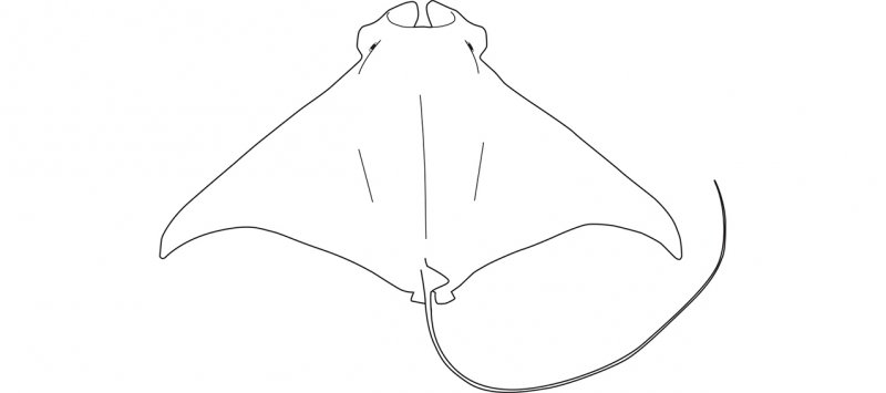 Mobulidae | fishIDER